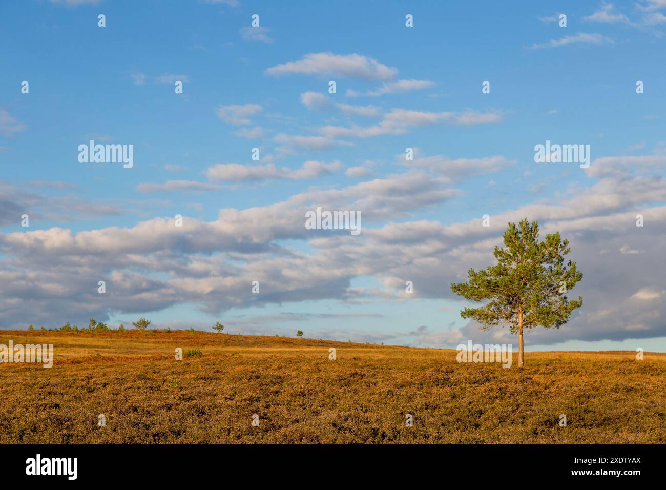 New forest national park hampshire united kingdom england hi-res stock ...
