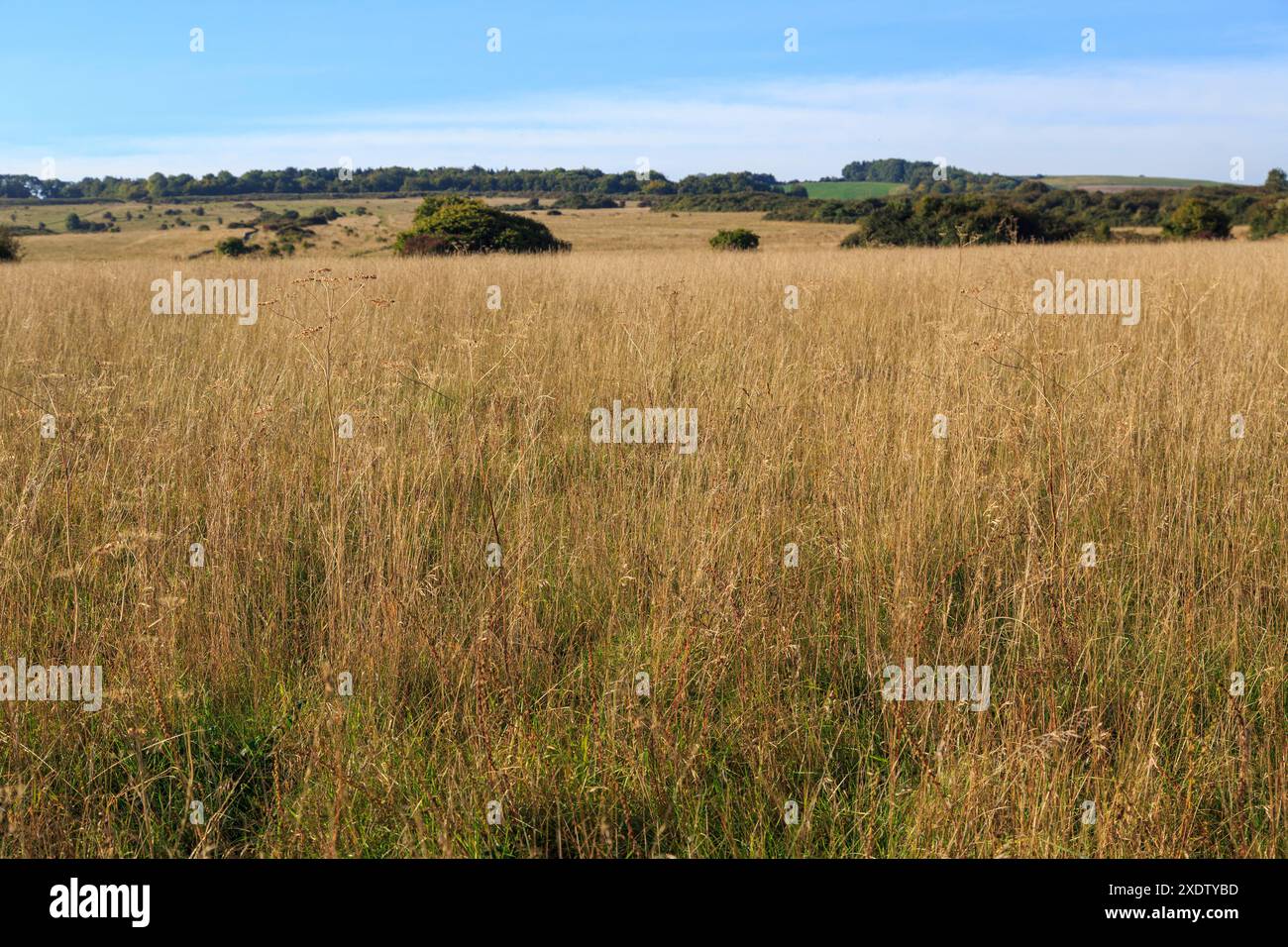 Grassland, Martin Down National Nature Reserve, Hampshire, UK Stock ...