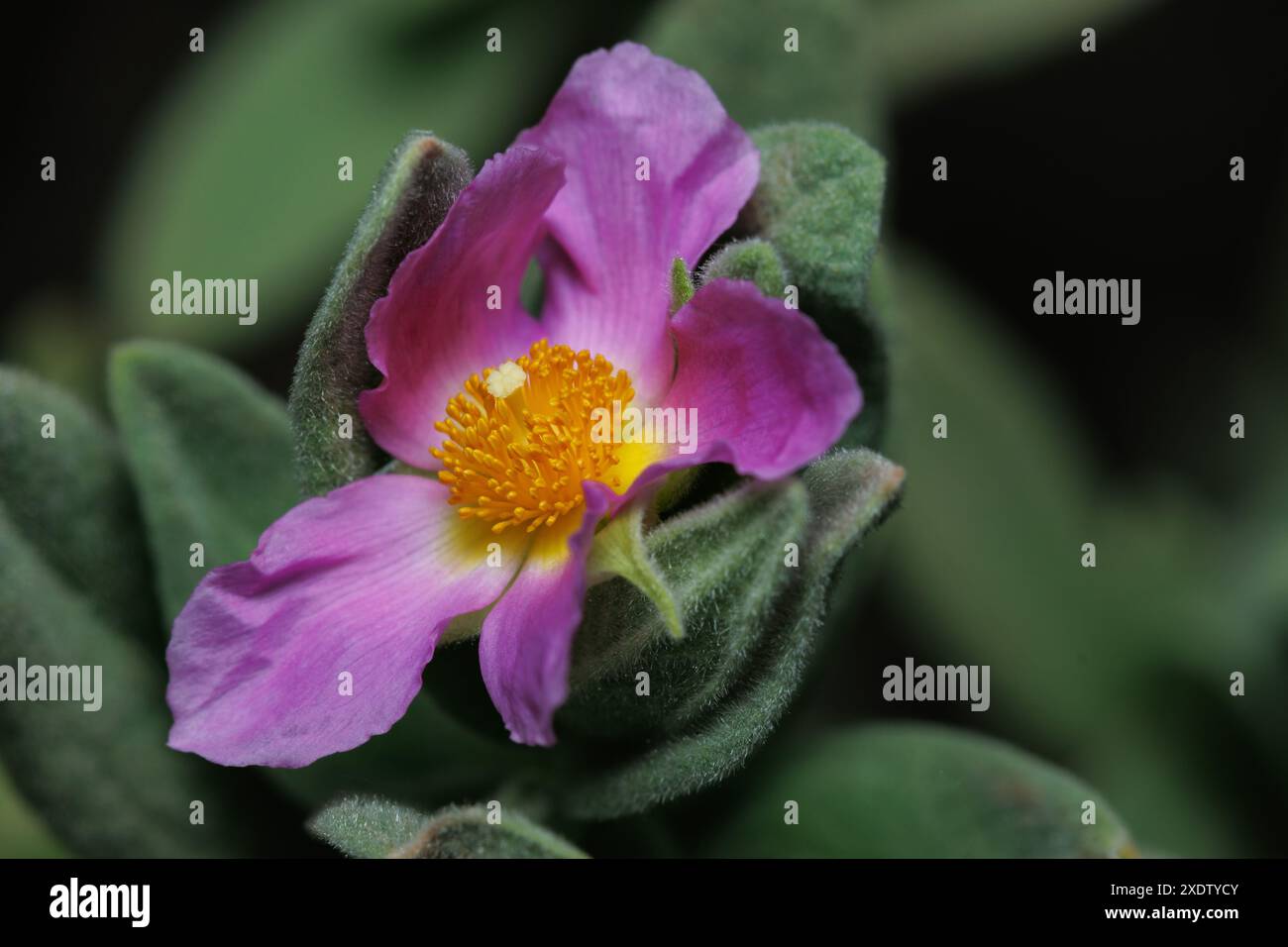 Cistus albidus pink flowers hi-res stock photography and images - Alamy