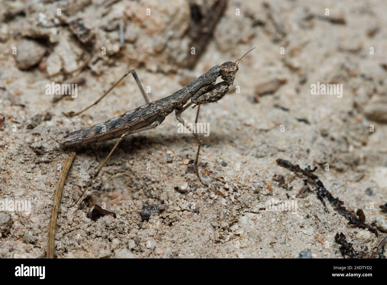 Mantis at their natural habitat hi-res stock photography and images - Alamy