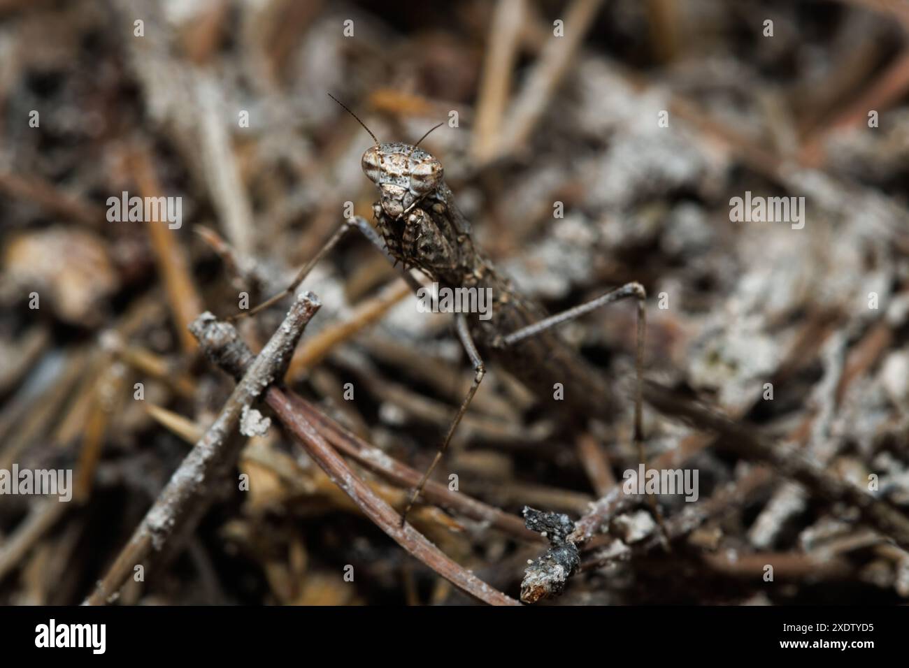 Small mantis Geomantis larvoides in its natural habitat, Alcoy, Spain ...