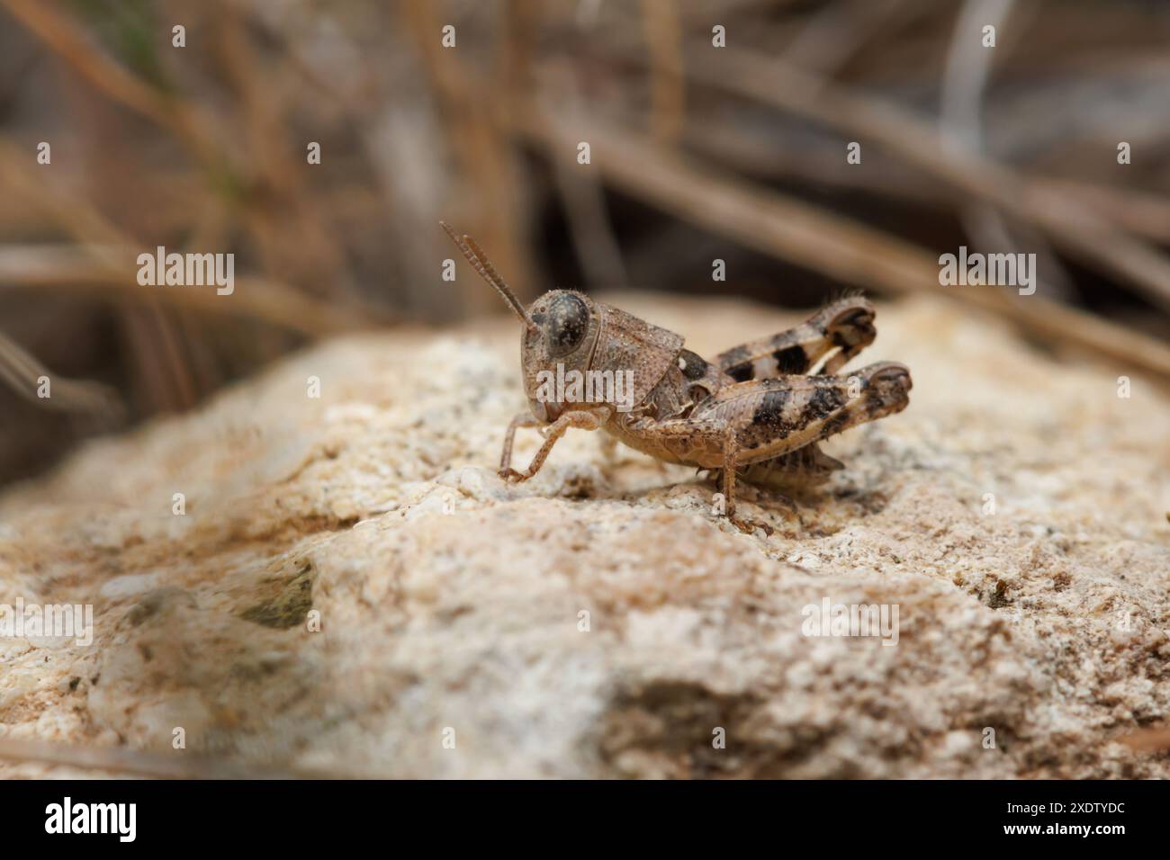 Small grasshopper food of the future, Alcoy, Spain Stock Photo - Alamy