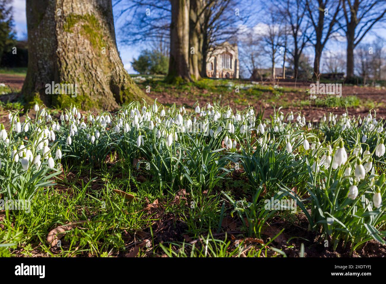 Snowdrops, Galanthus nivalis, Canons Ashby, England, UK Stock Photo - Alamy