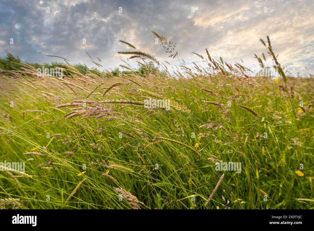 Grass meadows, Great Traston Meadows, Newport, Gwent, Wales, UK Stock ...