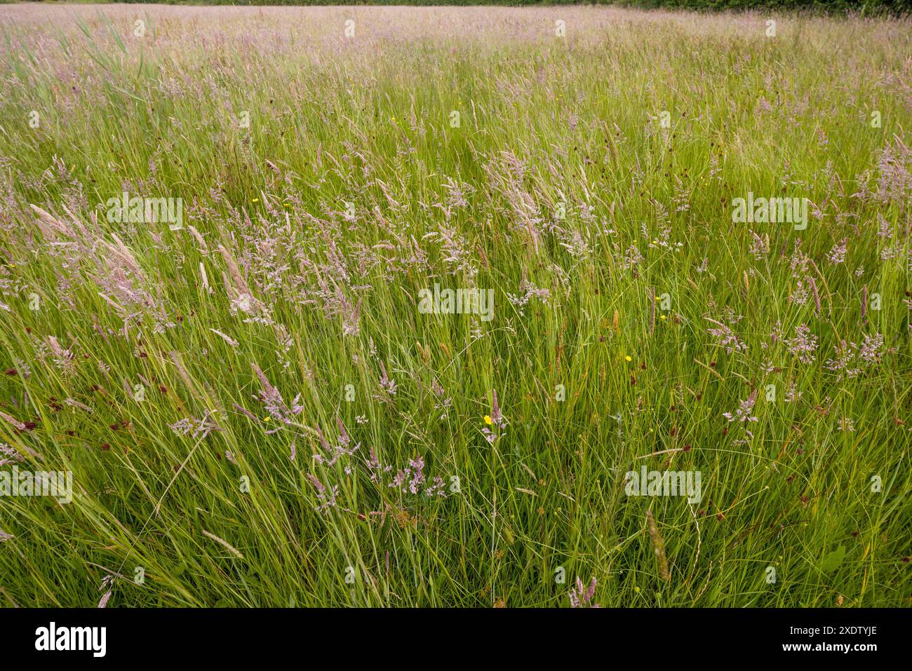 Grass meadows, Great Traston Meadows, Newport, Gwent, Wales, UK Stock ...