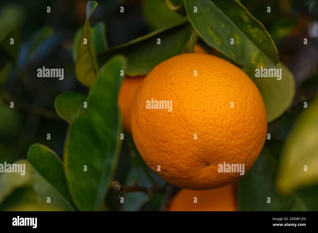 Orange garden with oranges in spring. Trees with fruits. 10 Stock Photo ...