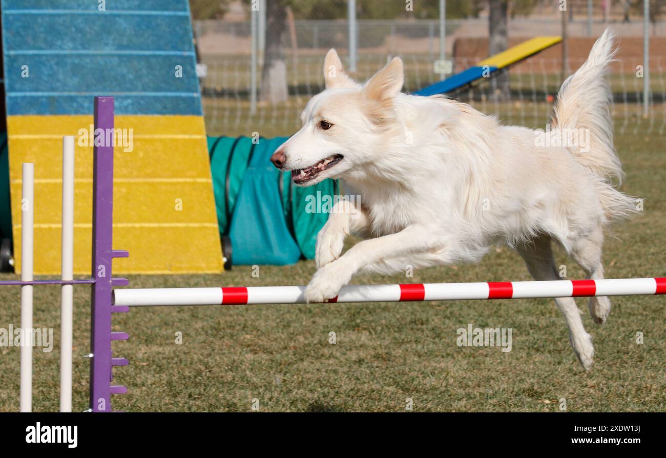 Cream colored border collie practicing an agility jump during an event ...