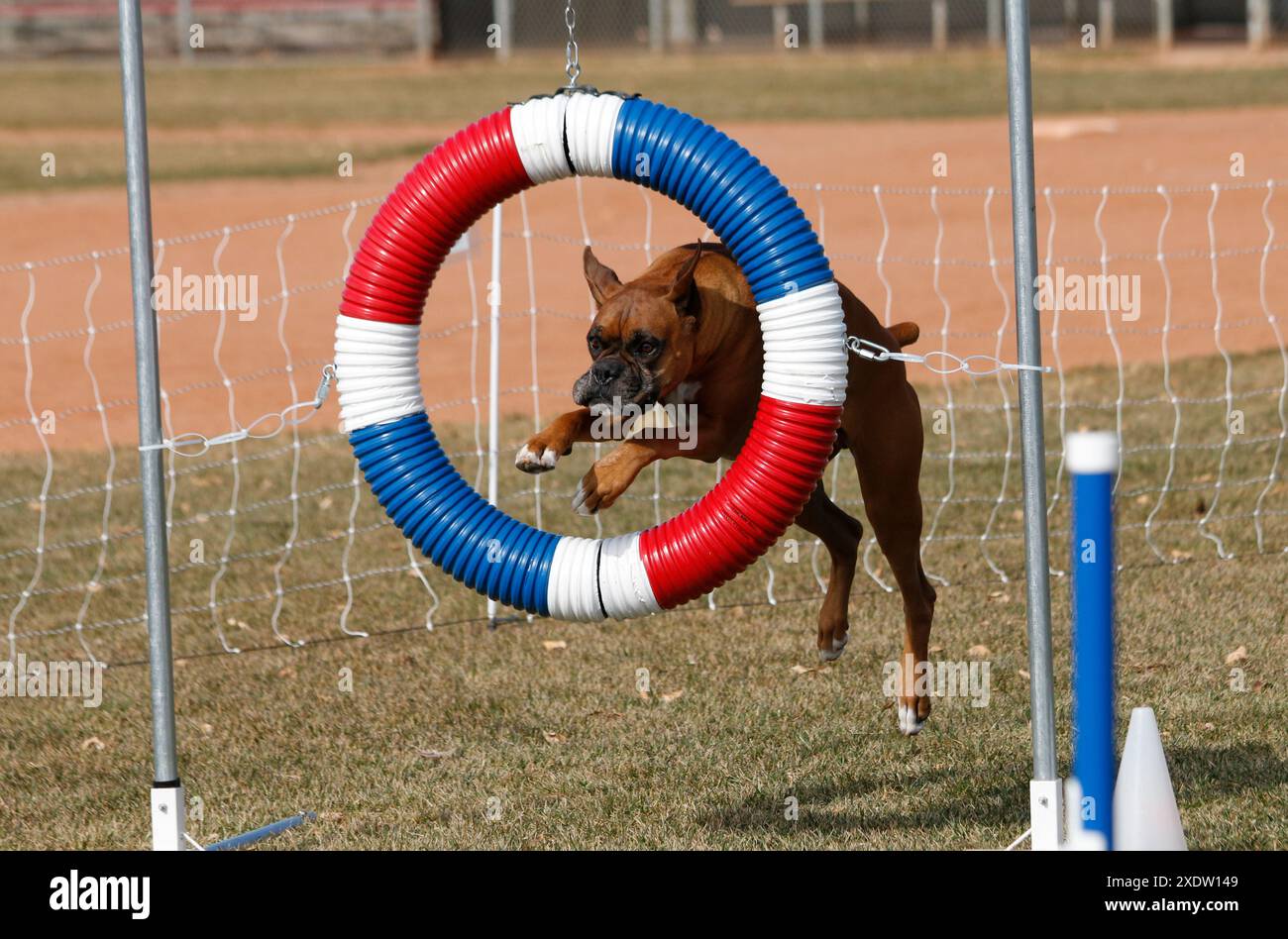 Boxer dog jumping through a tire ring at an agility event Stock Photo ...