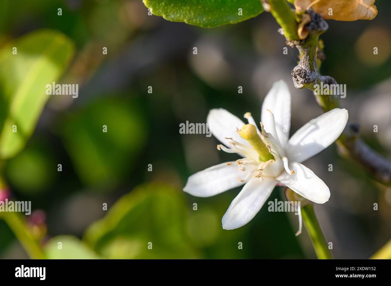 Lemon flowers on the tree with blurred flowers background 6 Stock Photo ...