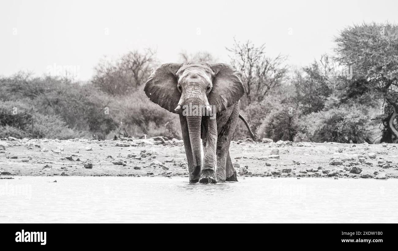 Flaring ears hi-res stock photography and images - Alamy