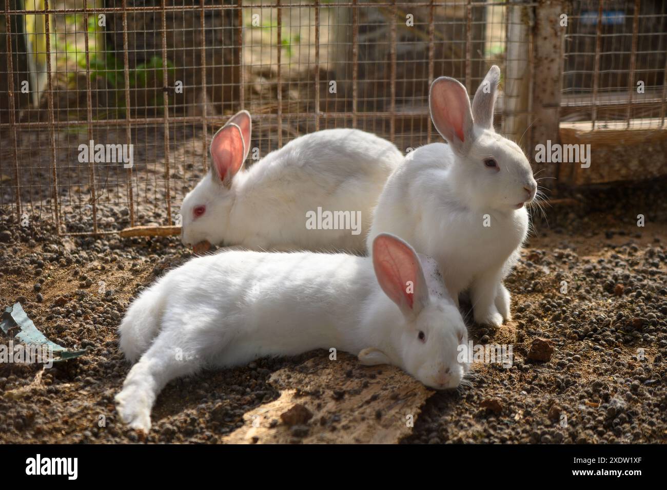 Three adorable rabbits white hi-res stock photography and images - Alamy
