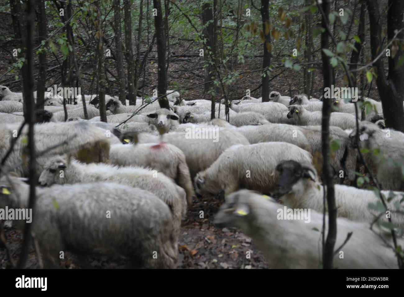 Sheep are important animals in agriculture sheep and their environment ...