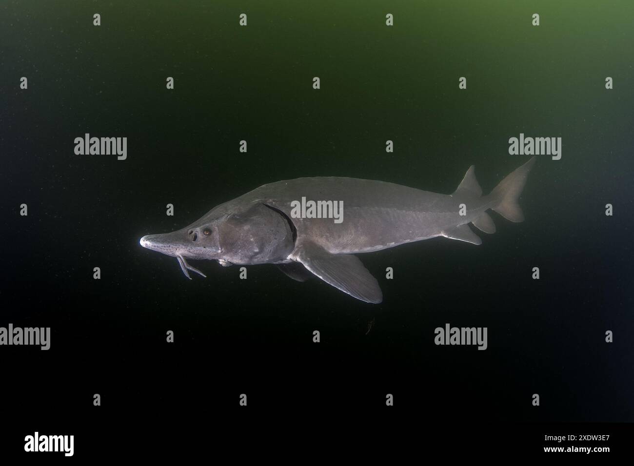 Sturgeon is feeding in the lake. Siberian sturgeon in the deepwater ...