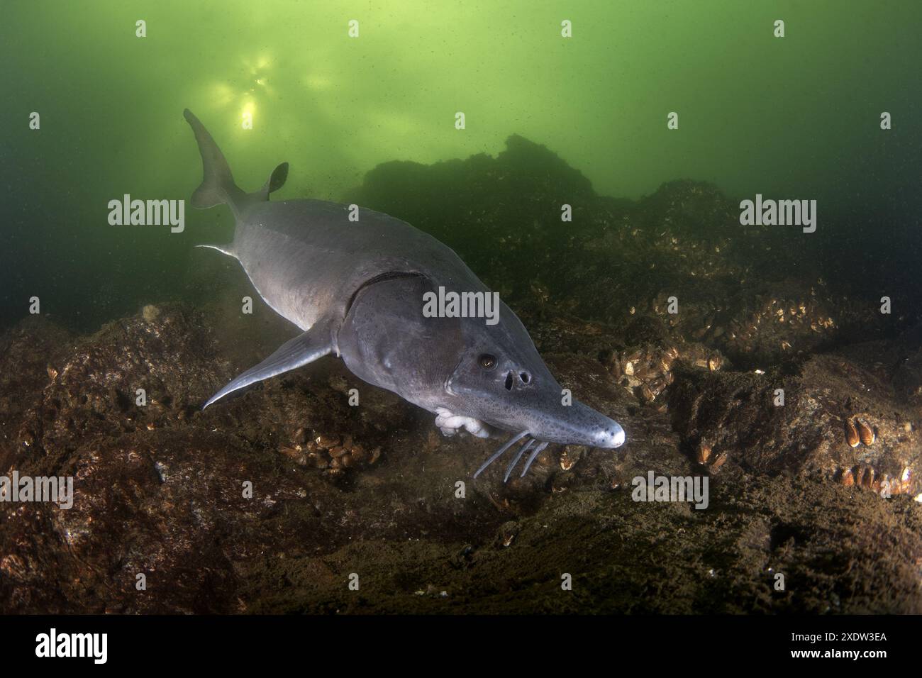 Sturgeon is feeding in the lake. Siberian sturgeon in the deepwater ...