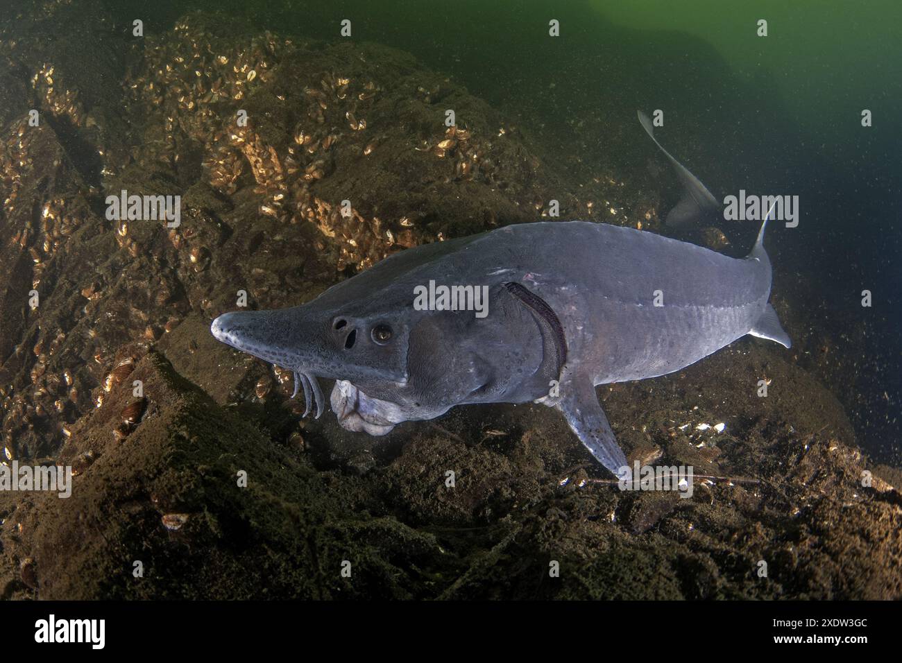 Sturgeon is feeding in the lake. Siberian sturgeon in the deepwater ...