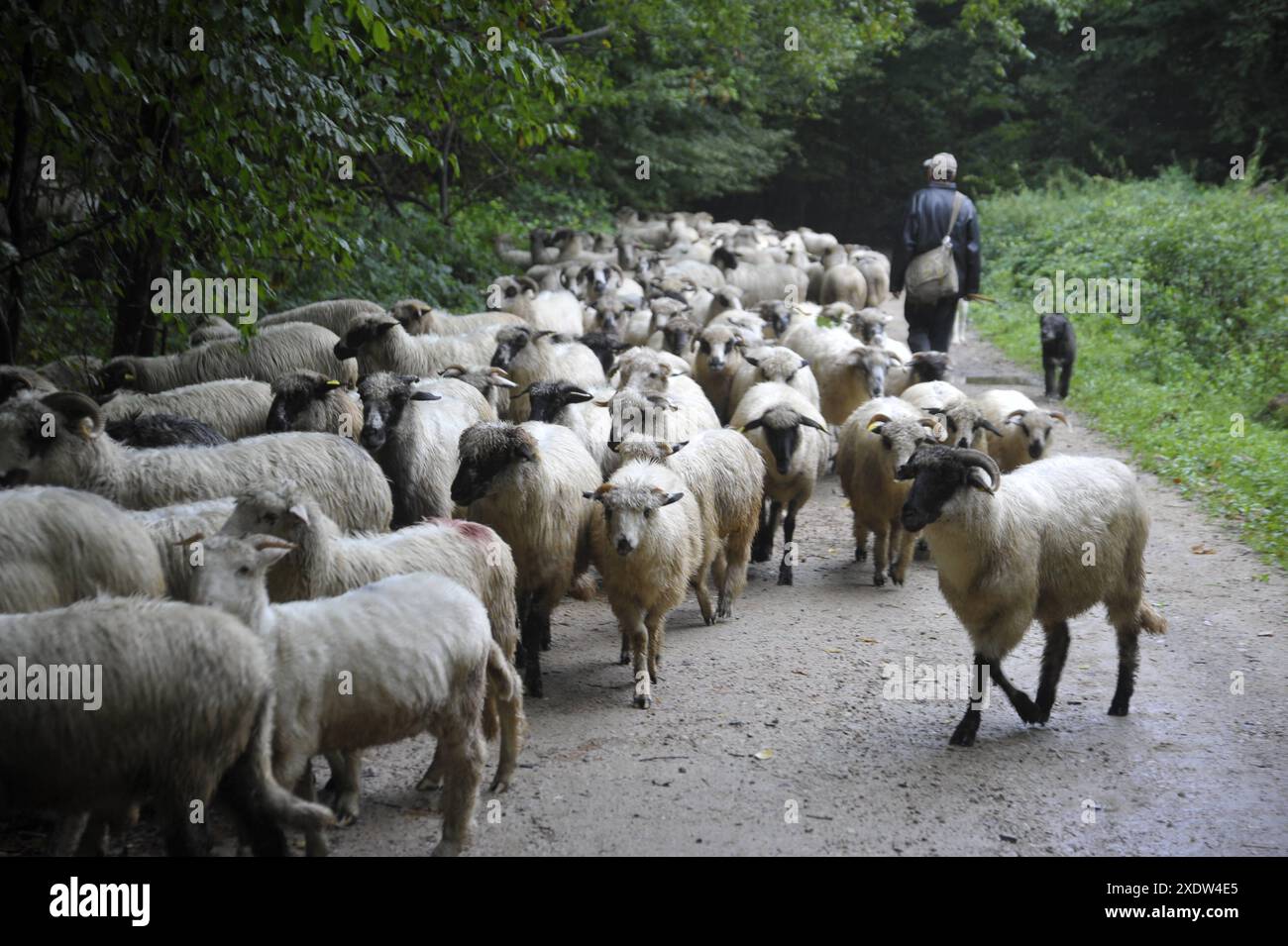 Sheep are important animals in agriculture sheep and their environment ...