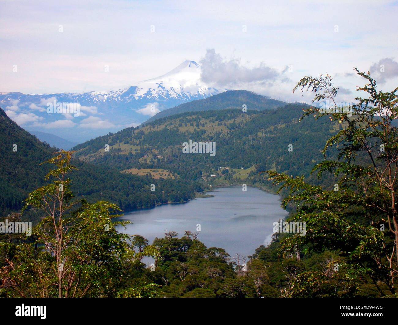 wood and trees in patagonia chile wood in patagonia chile Stock Photo ...