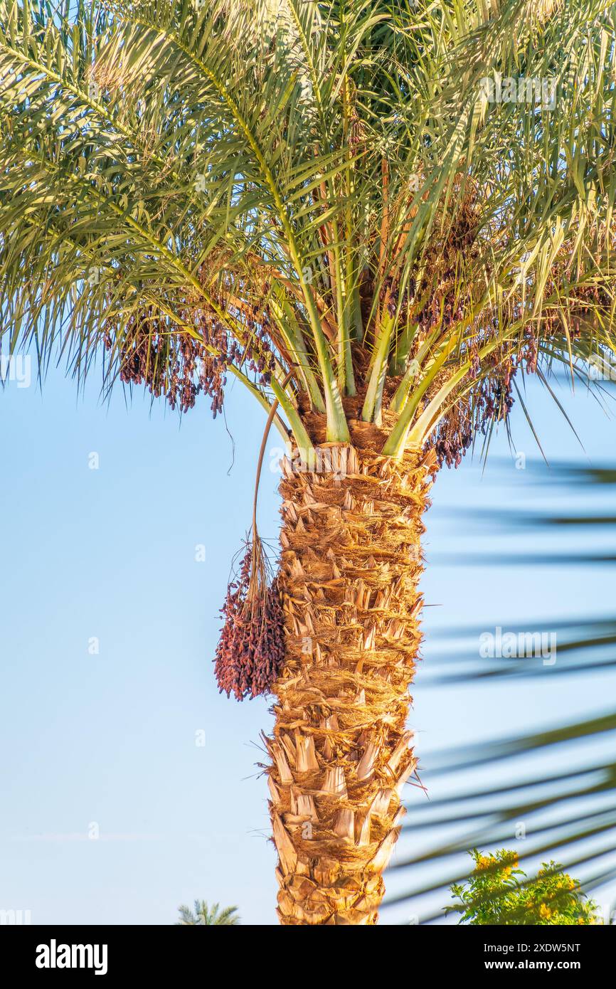 Tree with hanging date clusters hi-res stock photography and images - Alamy
