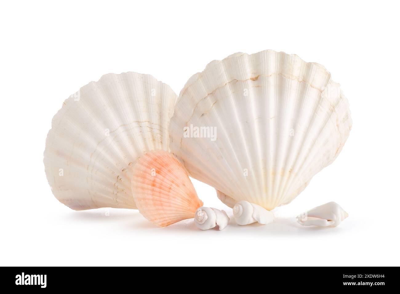Different beautiful seashells on Cut Out Stock Images & Pictures - Alamy