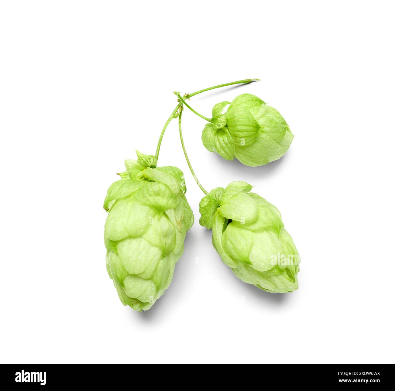 Fresh green hops on white background Stock Photo - Alamy