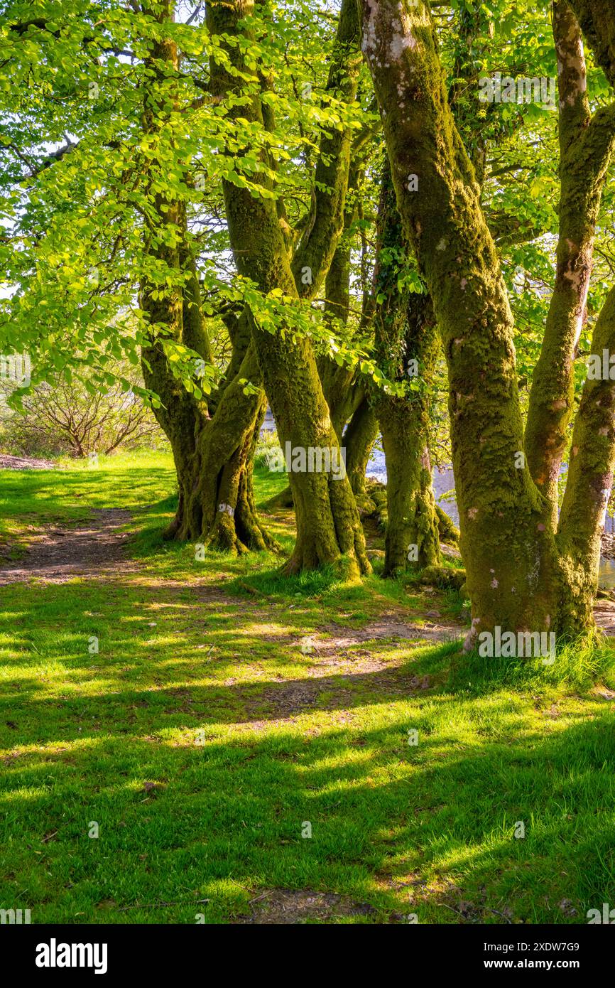 Trees in Dunsford Wood near Stepps Bridge Devon Stock Photo - Alamy