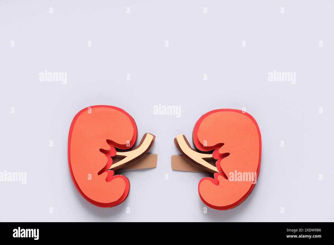 Kidneys anatomy hi-res stock photography and images - Alamy