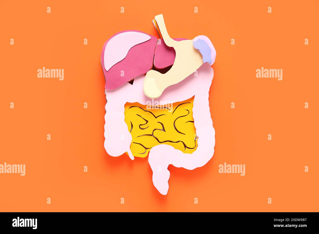 Paper digestive system on orange background Stock Photo - Alamy