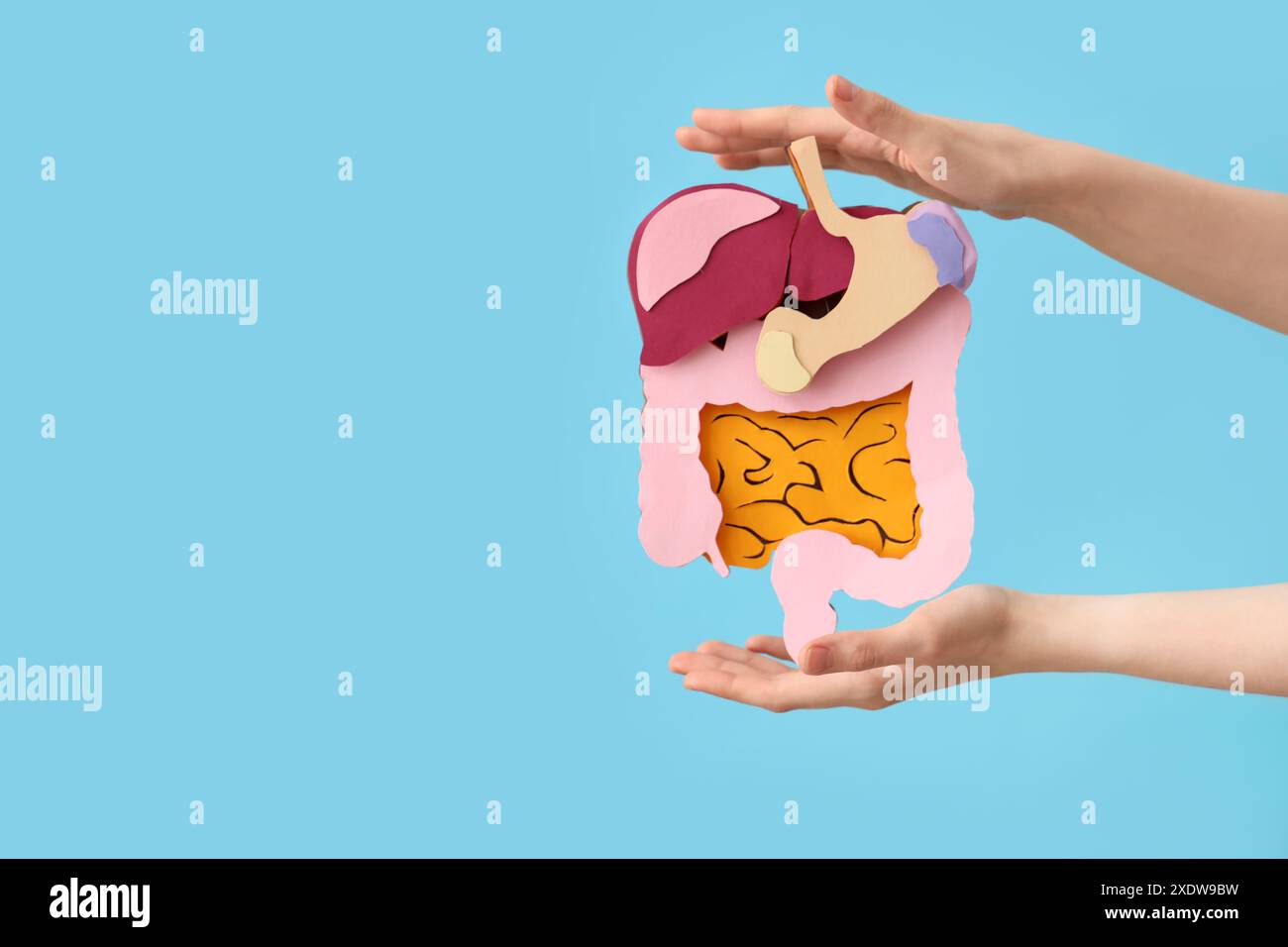 Woman with paper digestive system on blue background Stock Photo - Alamy