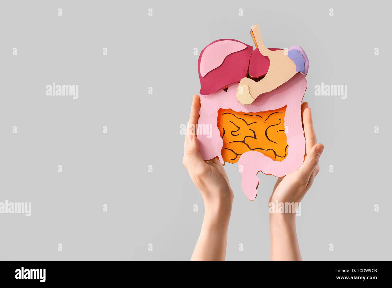 Woman with paper digestive system on light background Stock Photo - Alamy