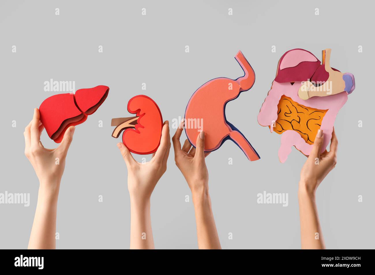 Women with different paper internal organs on light background Stock ...
