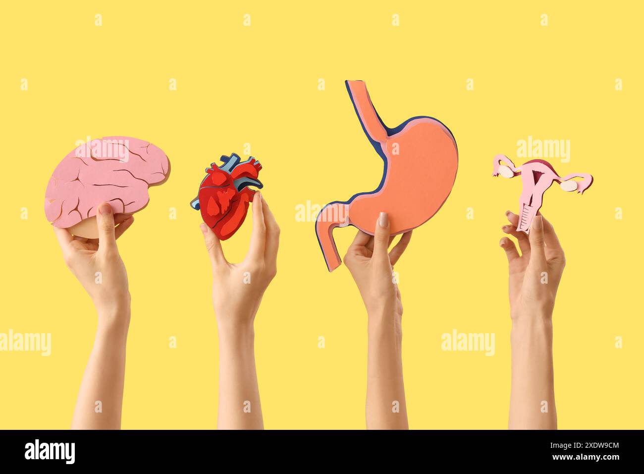 Human organs paper hi-res stock photography and images - Alamy