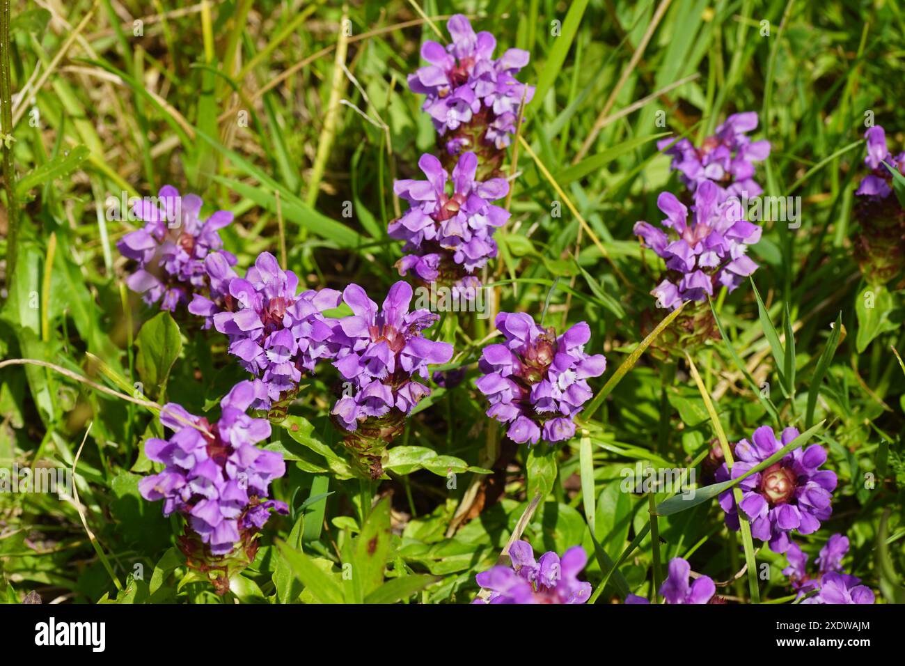 Flowering Prunella vulgaris, common self-heal, heal-all, in the grass ...