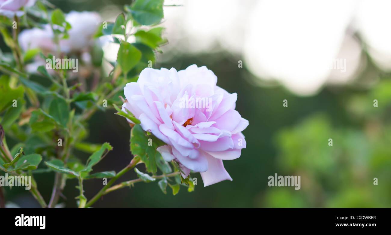 Red roses blooming in the country garden Stock Photo - Alamy