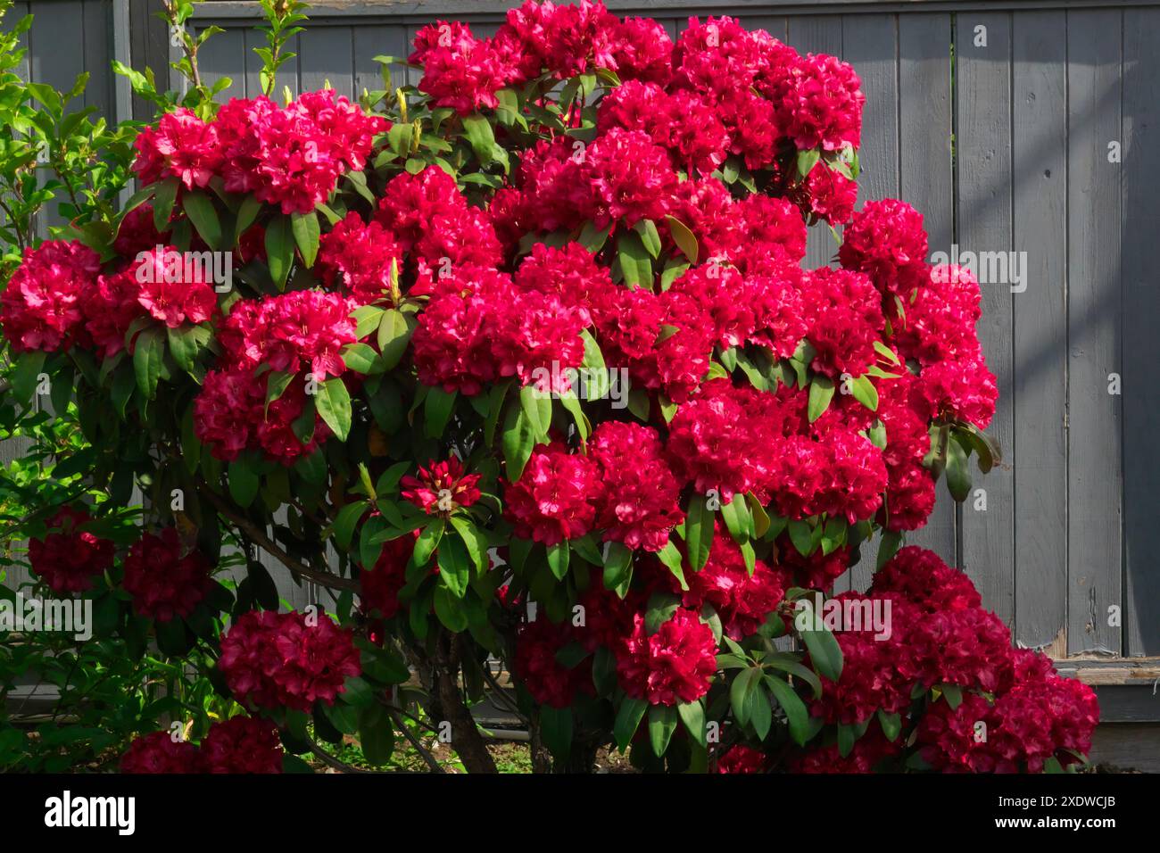 A red Rhododendron (Rhododendron) - clusters of bright red trumpet-like ...