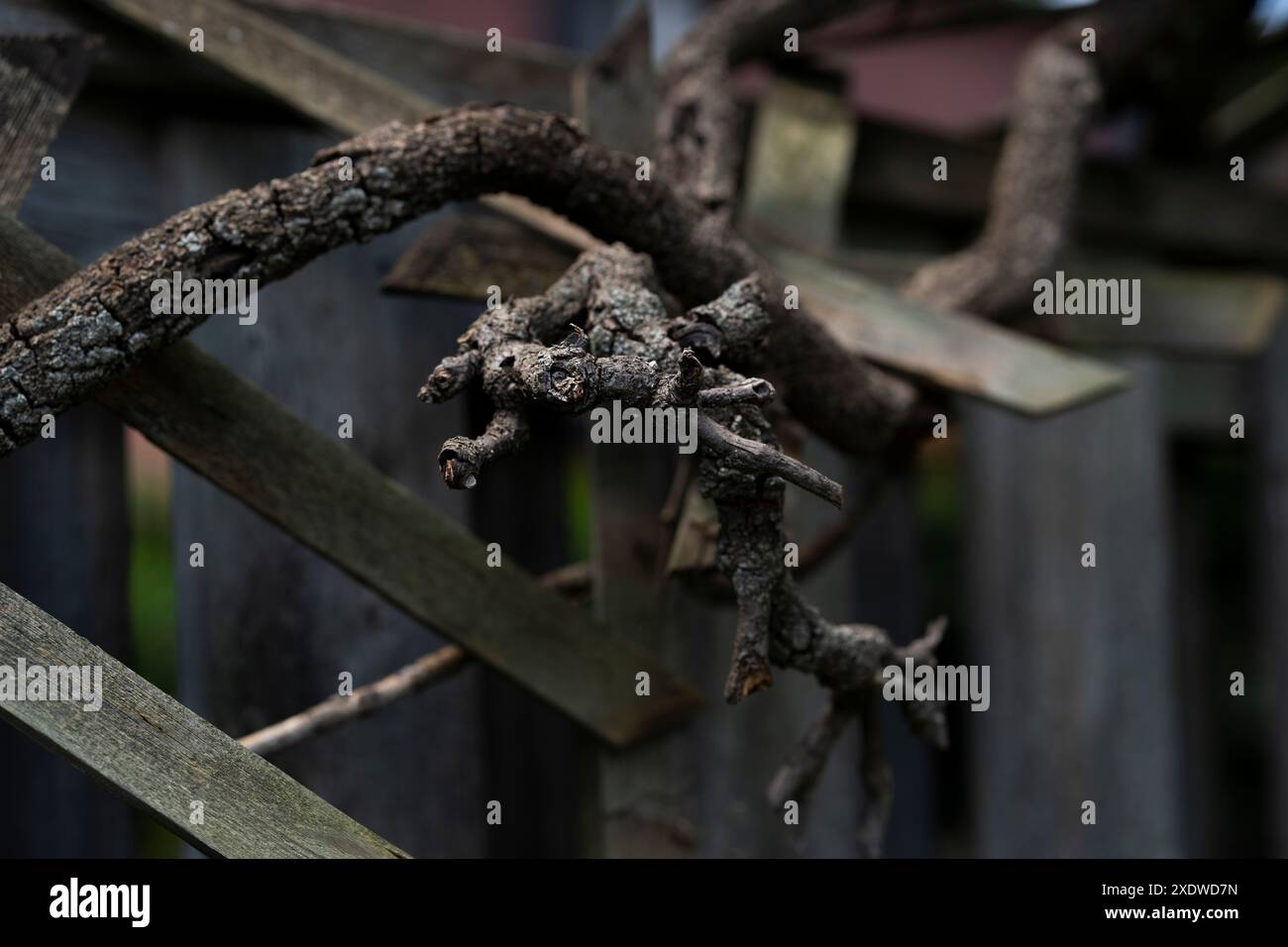 Fence lattice breaking and being pulled off the fence by a thick vine ...