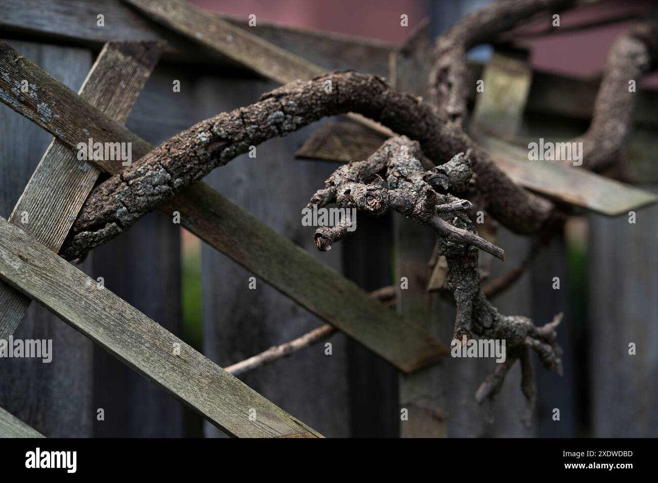 Fence lattice breaking and being pulled off the fence by a thick vine ...