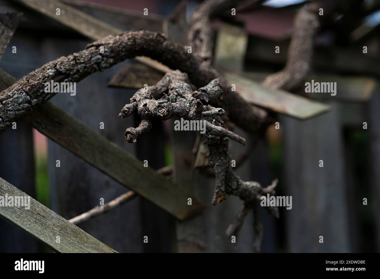 Fence lattice breaking and being pulled off the fence by a thick vine ...
