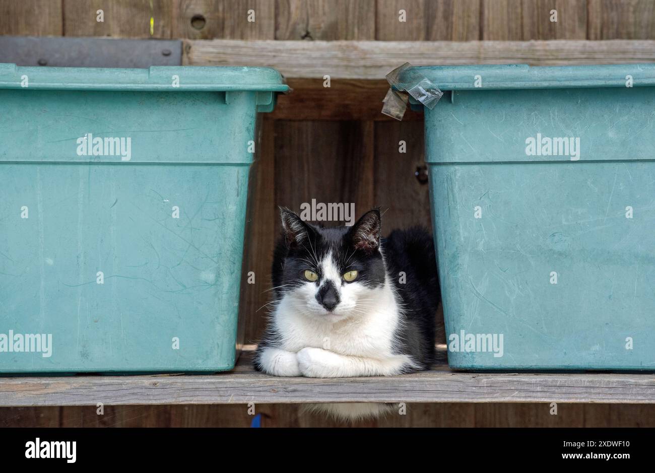 Black and White Cat with black markings on face sitting on shelf ...