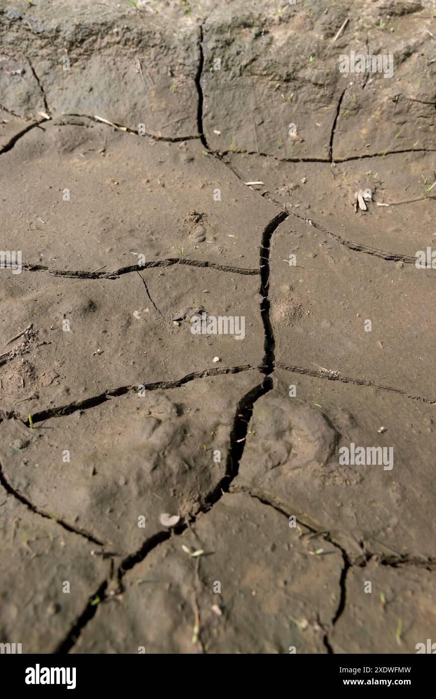 cracked soil in close-up , a large number of cracks in the soil during ...