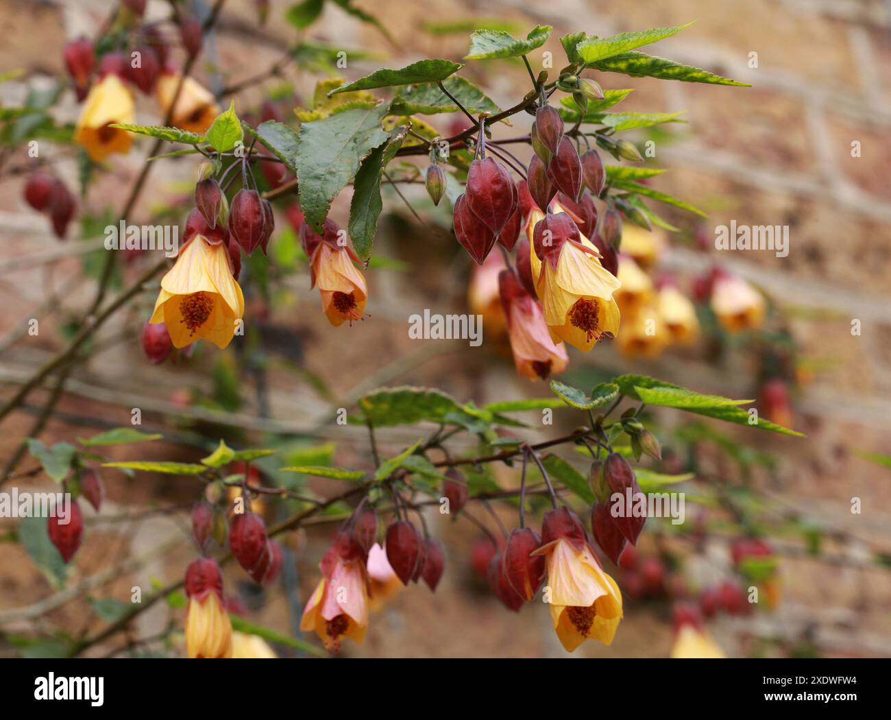 Chinese lantern plants hi-res stock photography and images - Alamy