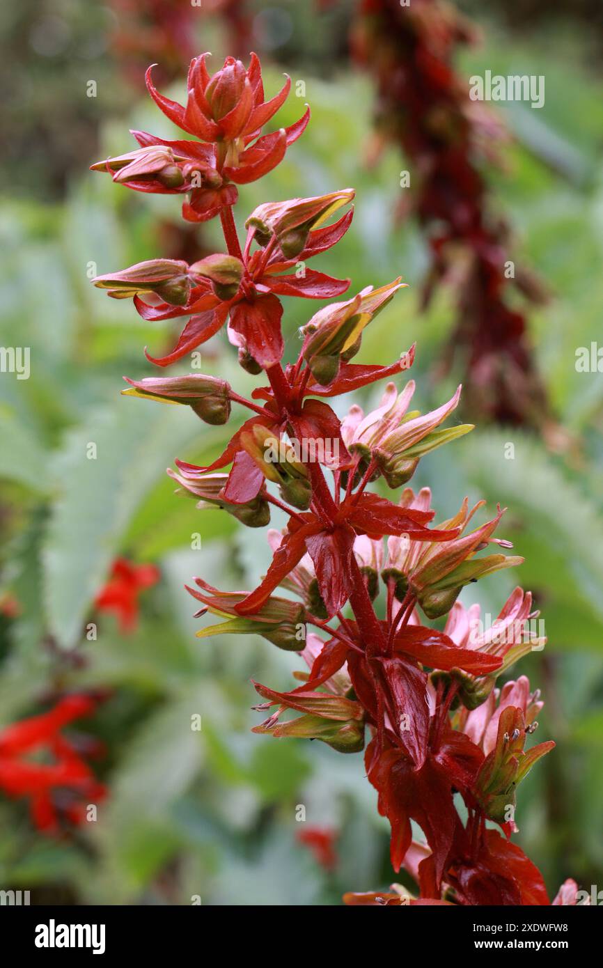 Honey Flower, Melianthus major, Melianthaceae. Aka Giant Honey Flower ...