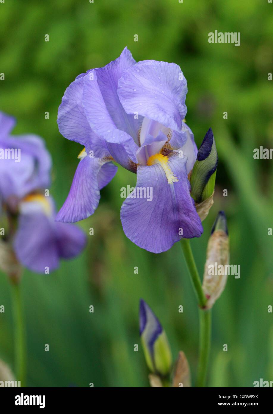 Bearded Iris, Iris pallida, Iridaceae. Italy, Yugoslavia, Europe Stock ...