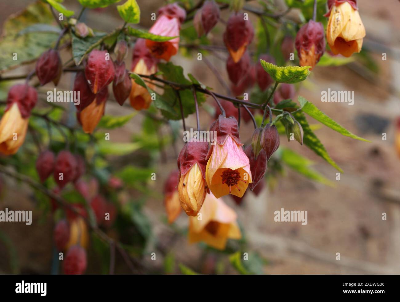 Trailing Abutilon aka Chinese Bell Flower, Chinese Lantern, Mallow ...