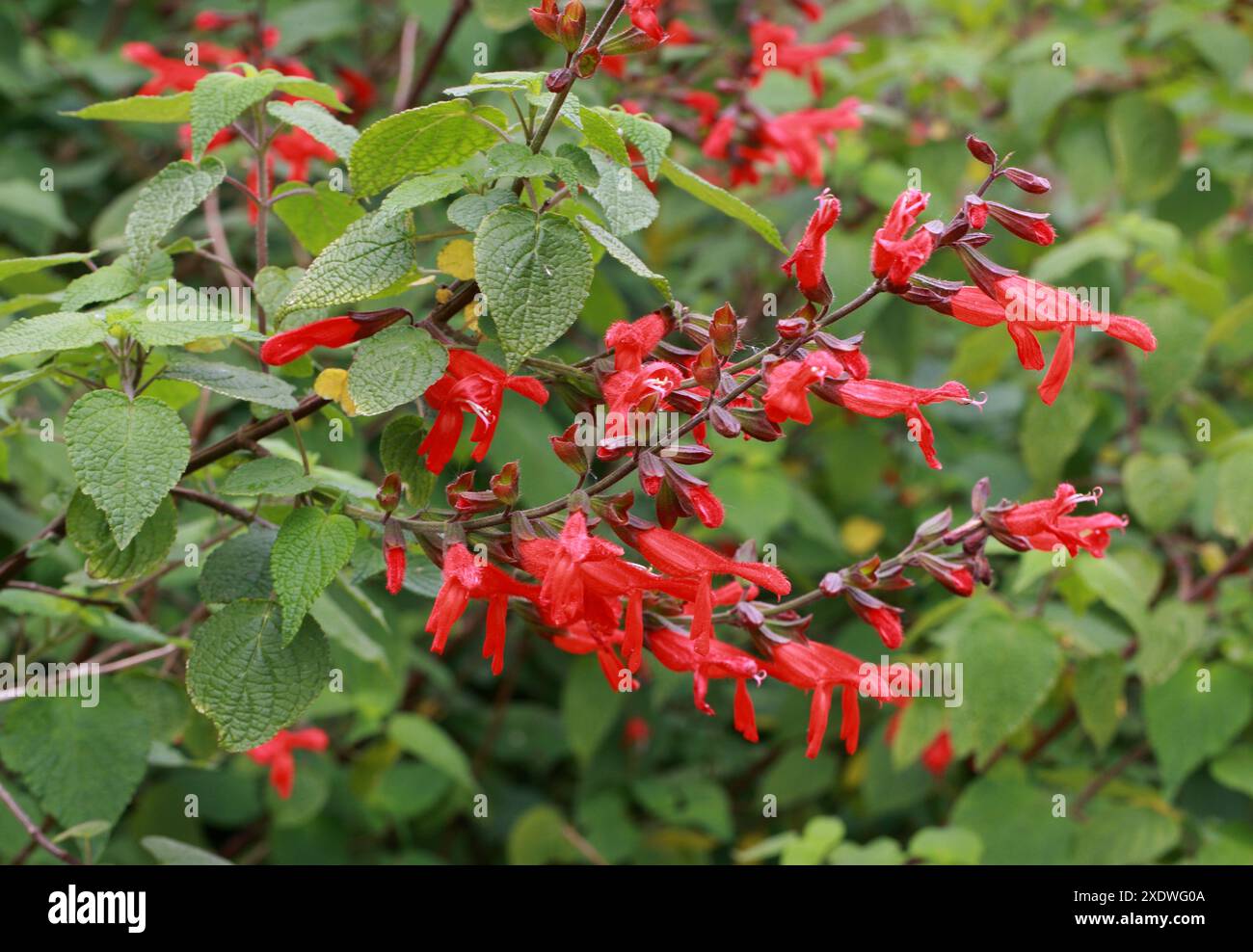 Mexican Scarlet Sage, Salvia fugens, Lamiaceae. Mexico Stock Photo - Alamy