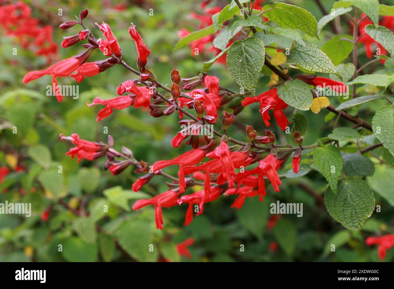 Mexican Scarlet Sage, Salvia fugens, Lamiaceae. Mexico Stock Photo - Alamy