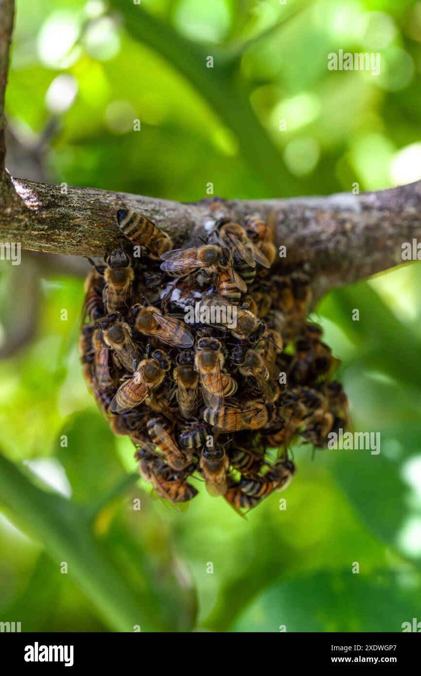 European honeybees Apis mellifera cluster in a swarm on the trunk of a ...