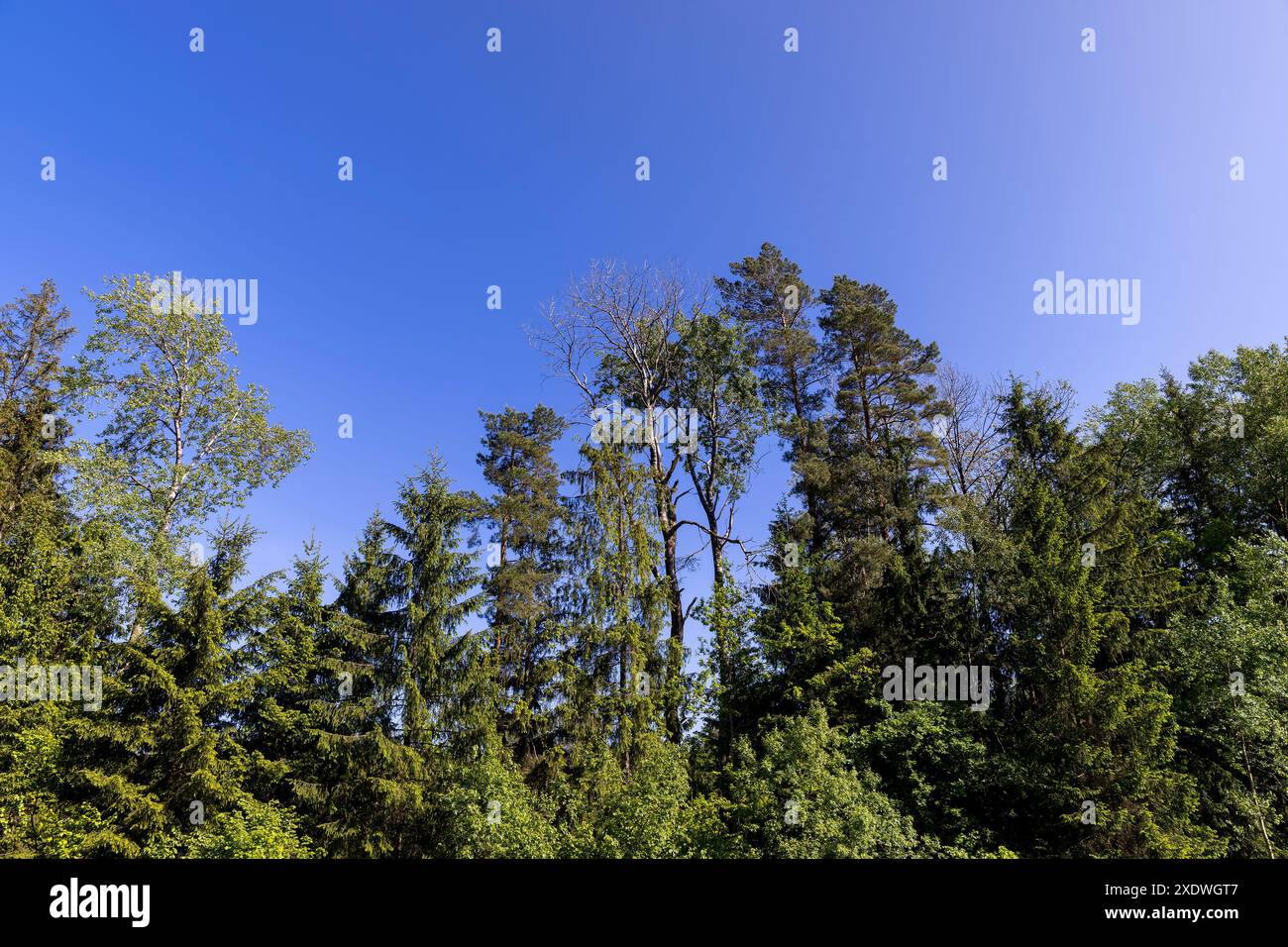 deciduous trees in spring in sunny windy weather, beautiful young ...