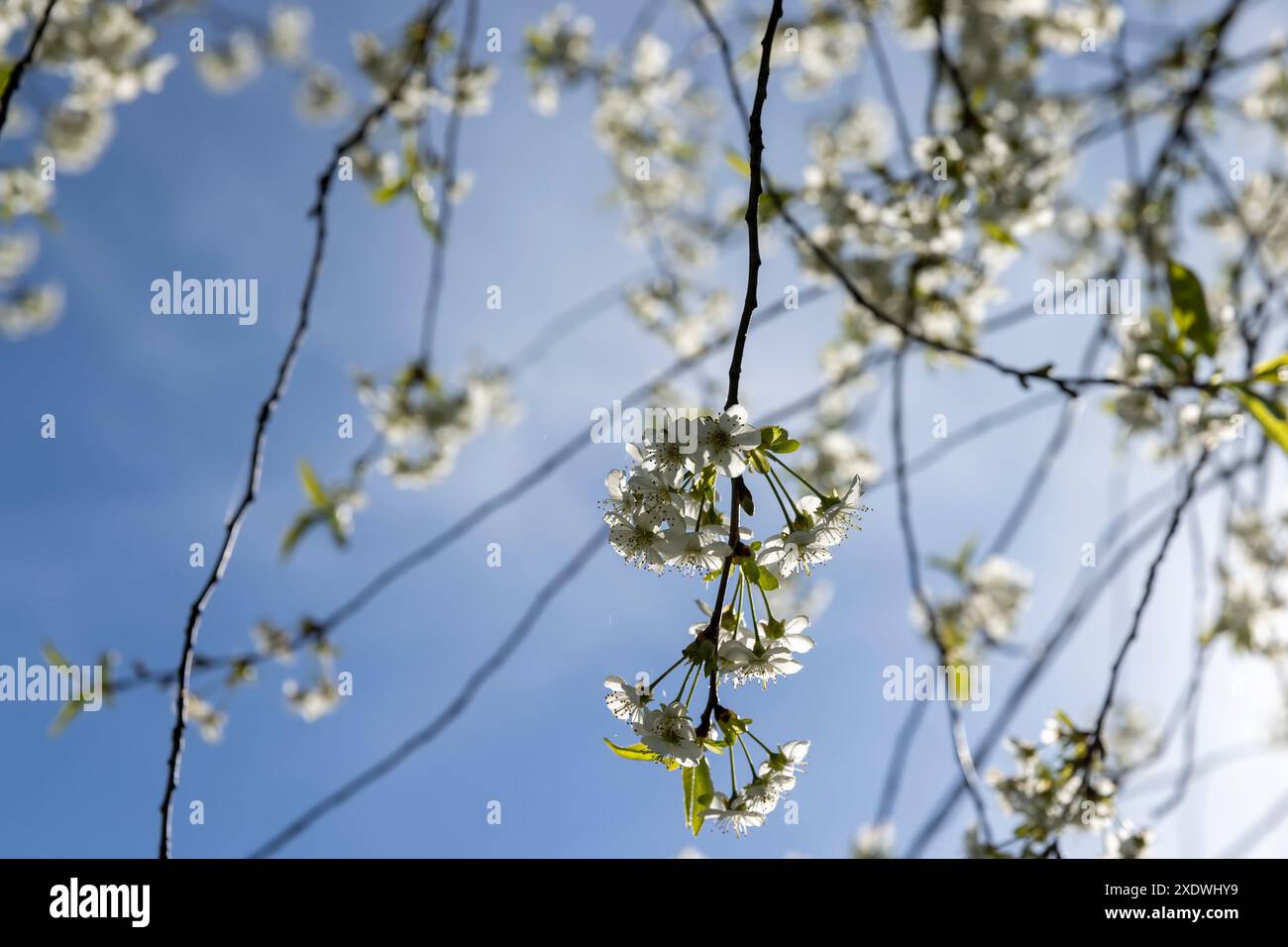 cherry blossoms in spring in sunny weather, cherry blossoms in the ...