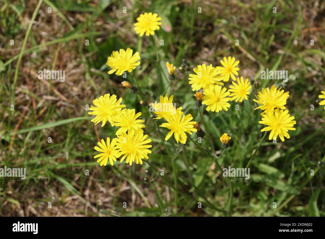 Yellow flowers in bloom of the Smooth Hawksbeard plant Crepis ...