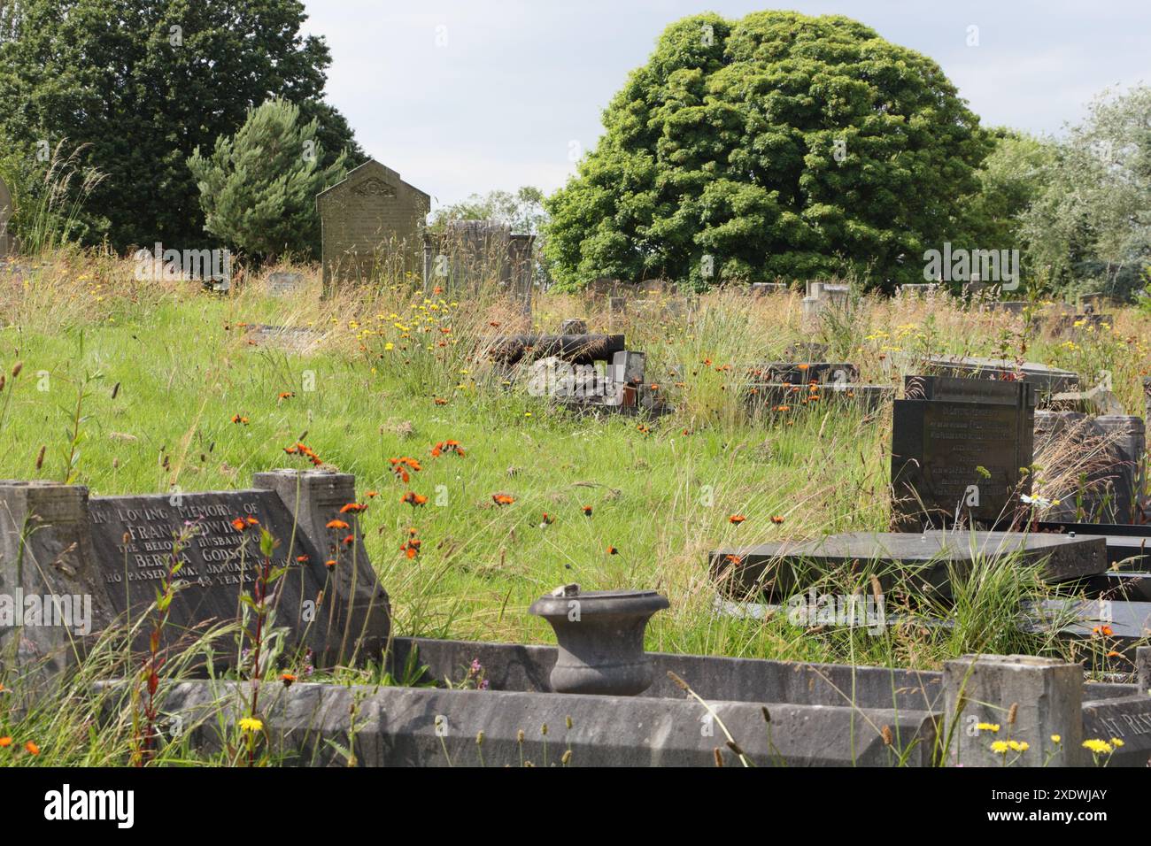 Variety of Wildflowers growing between unmowed open graves in Abbey ...